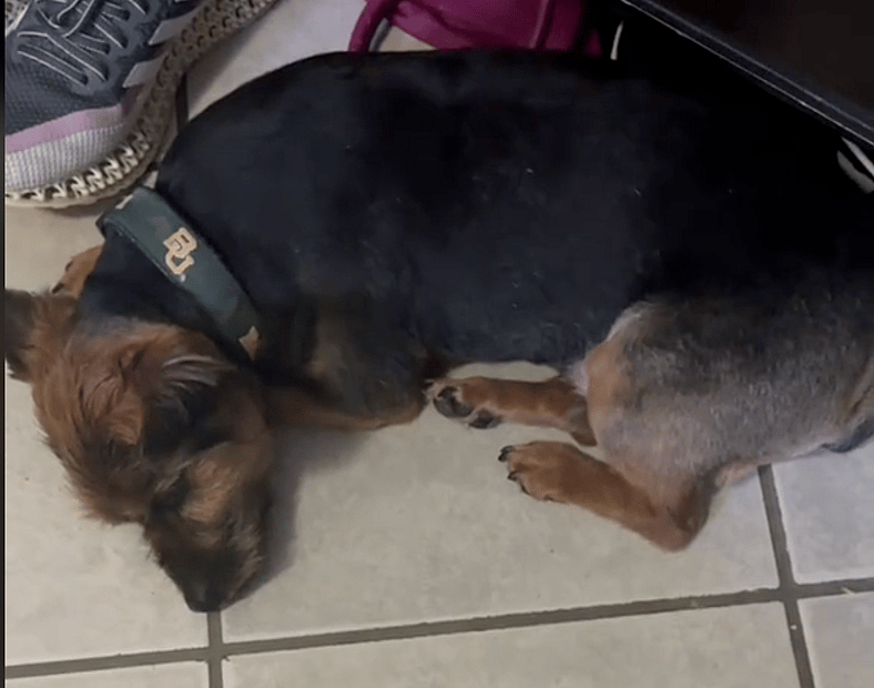 Addison’s Disease Nearly Took This Dog’s Life—Could Your Pup Be at Risk ...