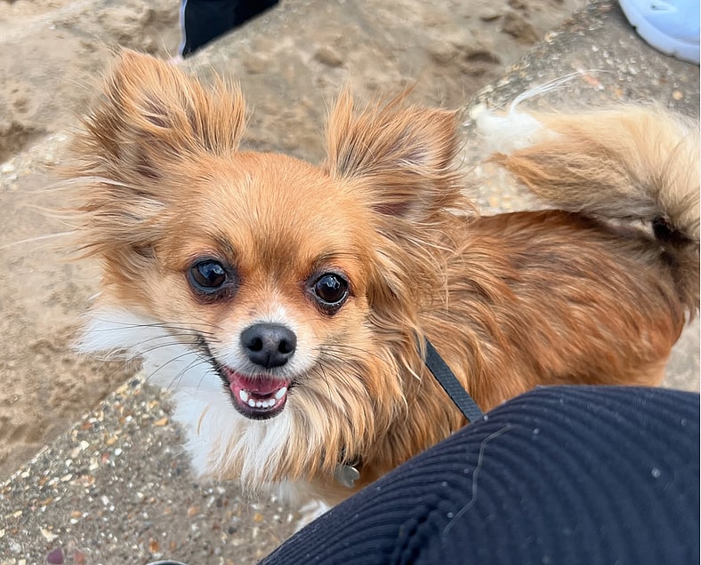 chiwawa and pomeranian mix