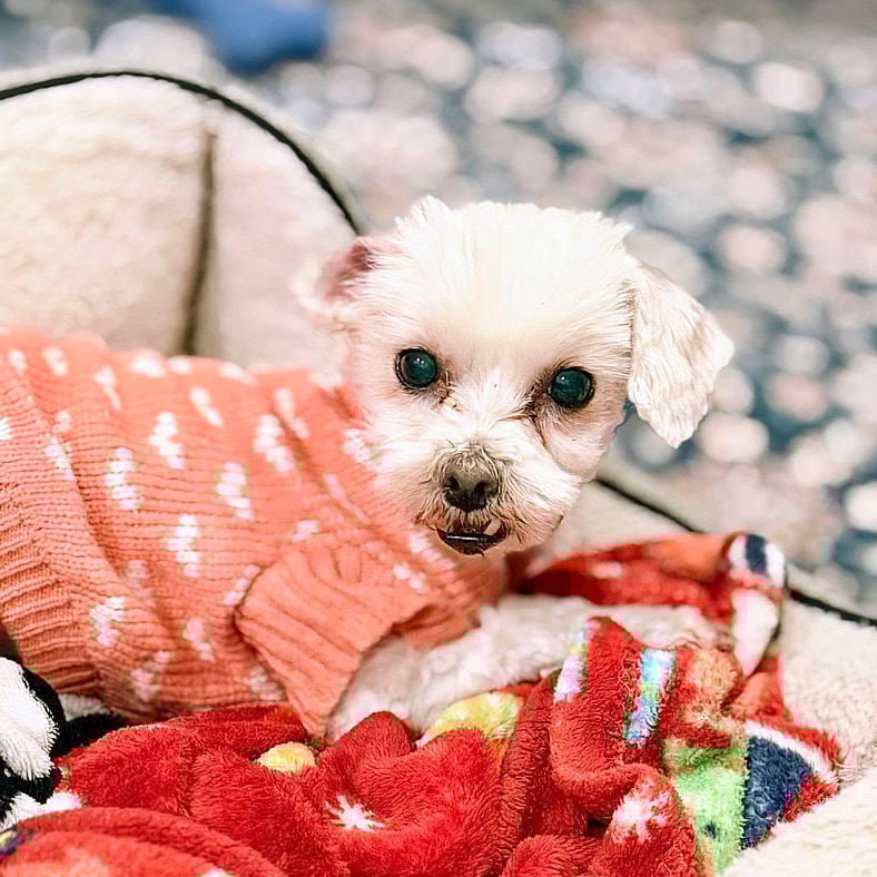 maltese mix dog adoption searchlight