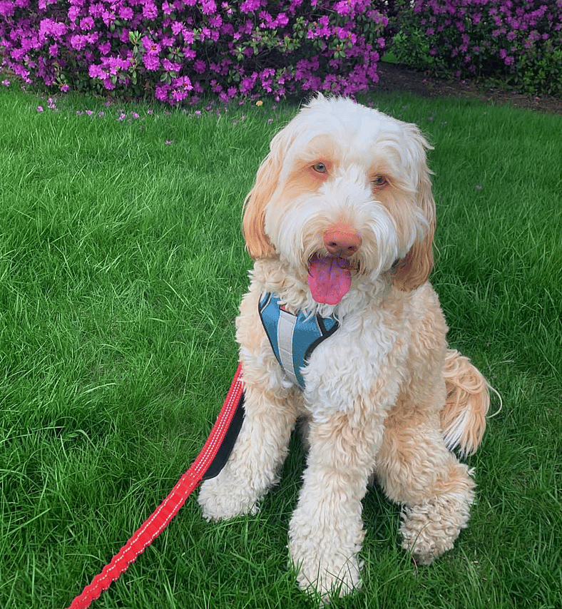 The 11 Most Hypoallergenic Doodles for Allergy Sufferers - Rocky Kanaka
