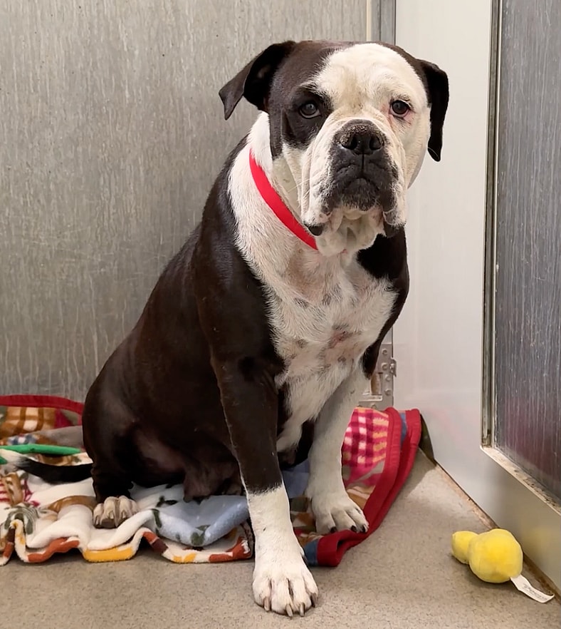 The "Everything Bagel" Puppy Was Too Scared To Move Until A Military ...