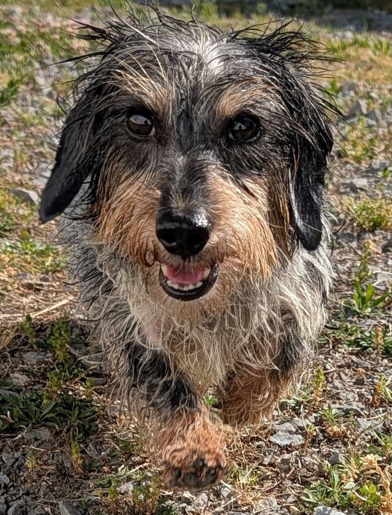 Retired Breeder Dachshund “Poppy” Is Learning What It Means to Be a Pet ...
