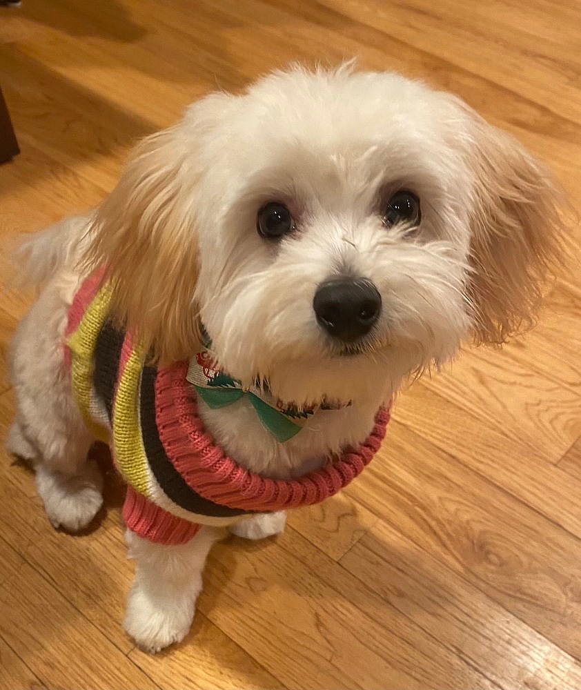 Roxy, A Shih Tzu Mix Looking for Her Forever Home Could You Be Her Family? - Rocky Kanaka