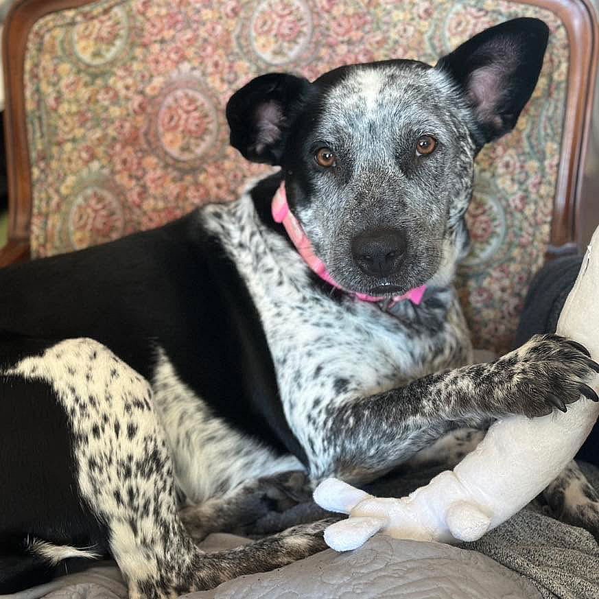 Kavi, a sweet girl rescued from an overcrowded shelter with her ...