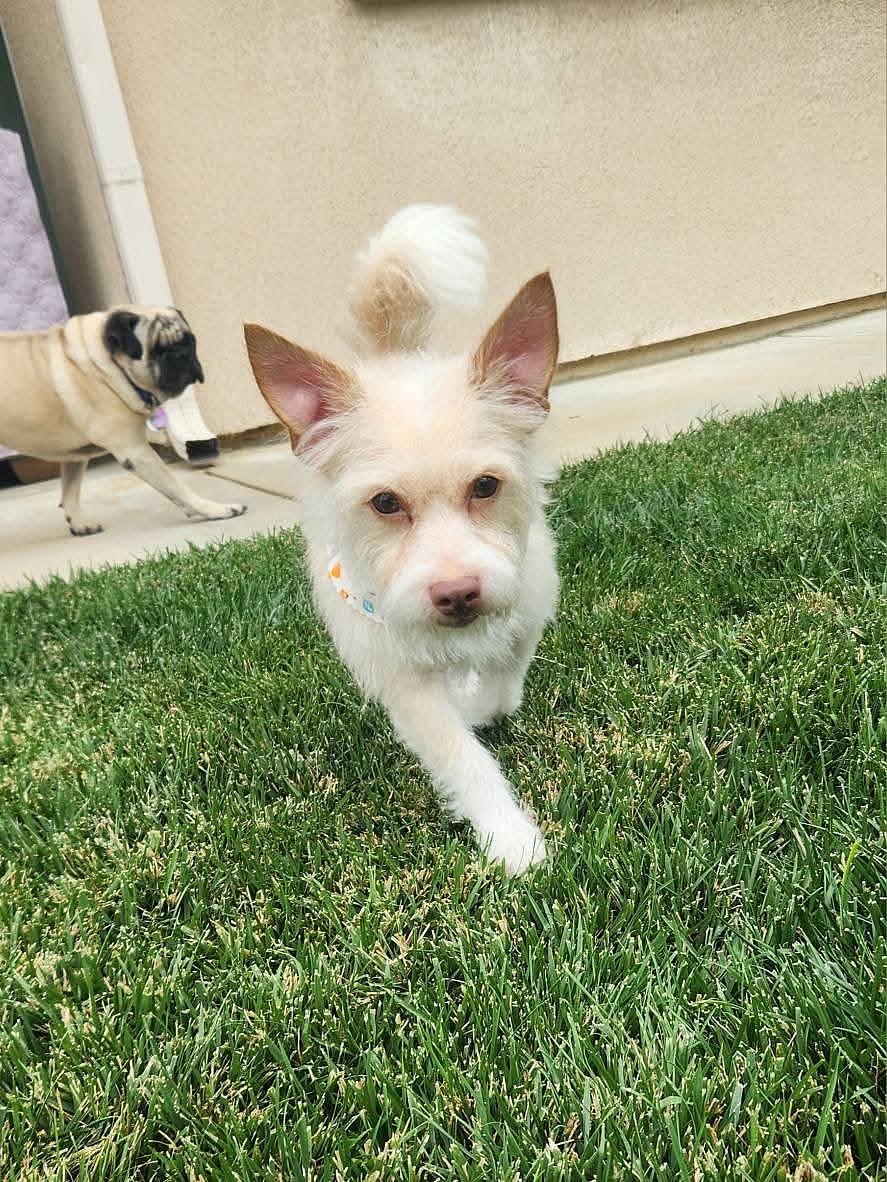 His Human Died—Now Scruffy Is Looking for Someone New to Love Him ...