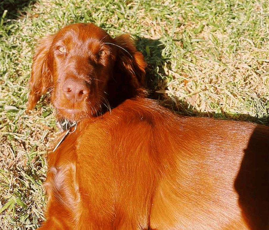 rescue red setter