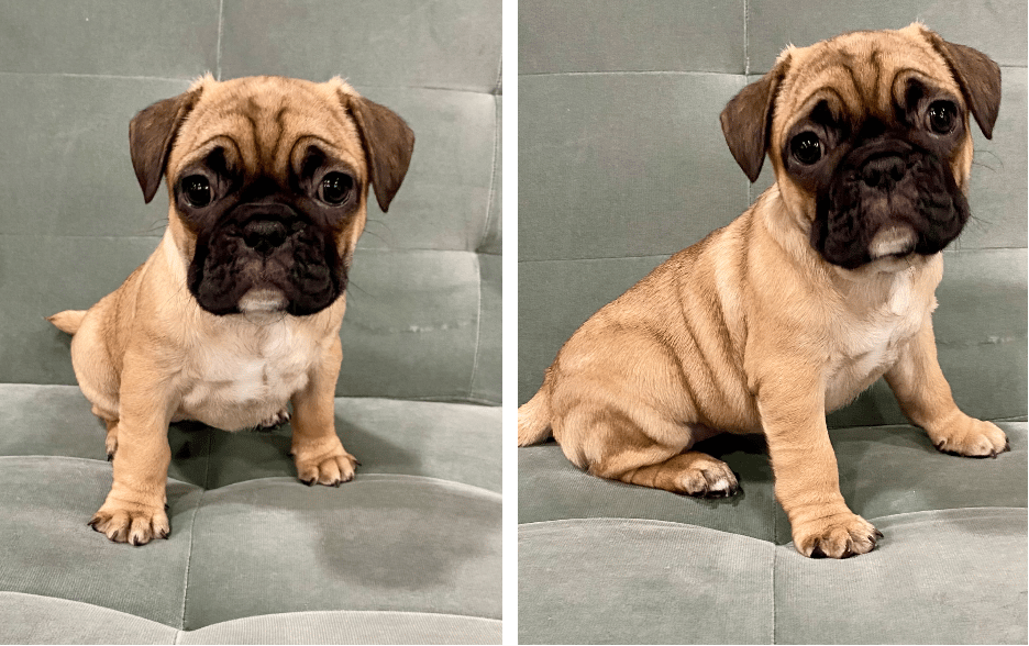Squash & Acorn, Adorable Puppy Pugs, are up for Adoption - Rocky Kanaka