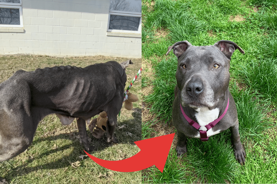 Emaciated Pit Bull Has Huge Tumor on Stomach - Rocky Kanaka