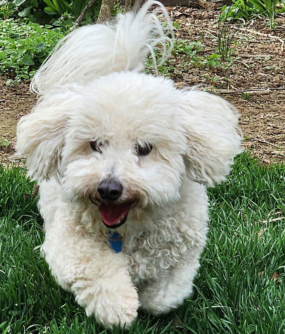 Moses & Wadud: A Bonded Bichon Pair Seeking a Loving Home Together - Rocky Kanaka