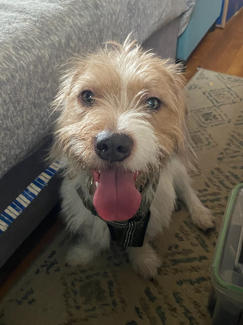 Rex Lost His Dad—Now He’s Looking for a New Best Friend - Rocky Kanaka