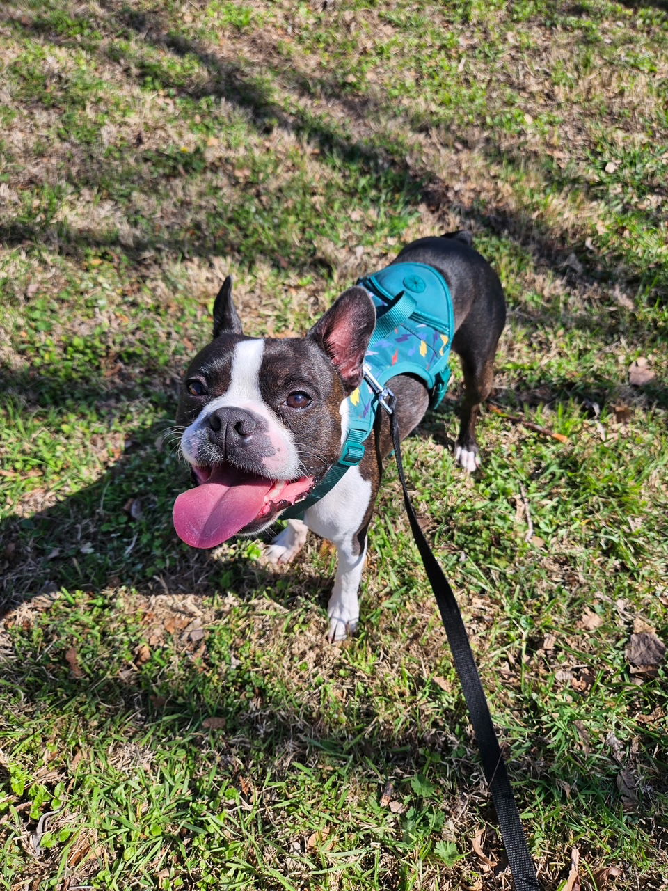 Meet Leo: This Boston Terrier’s Playful Energy and Toy Obsession Will ...