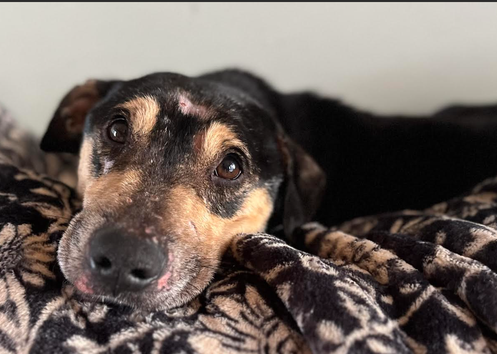 Peepaw, Chihuahua Mix, Experienced Some Rough Days in a Louisiana Pound ...