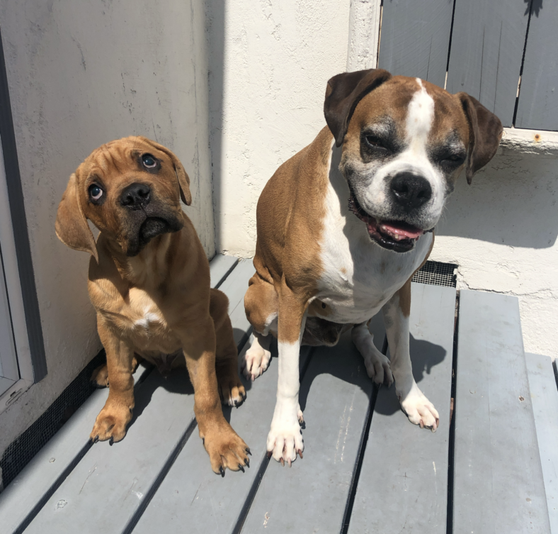 Meet Kobe - A Wiggly Blind Cane Corso Puppy With A Heart of Gold