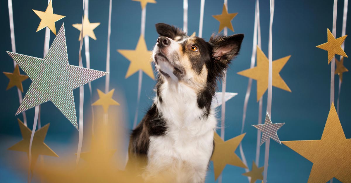 Your Dog’s Horoscope for January