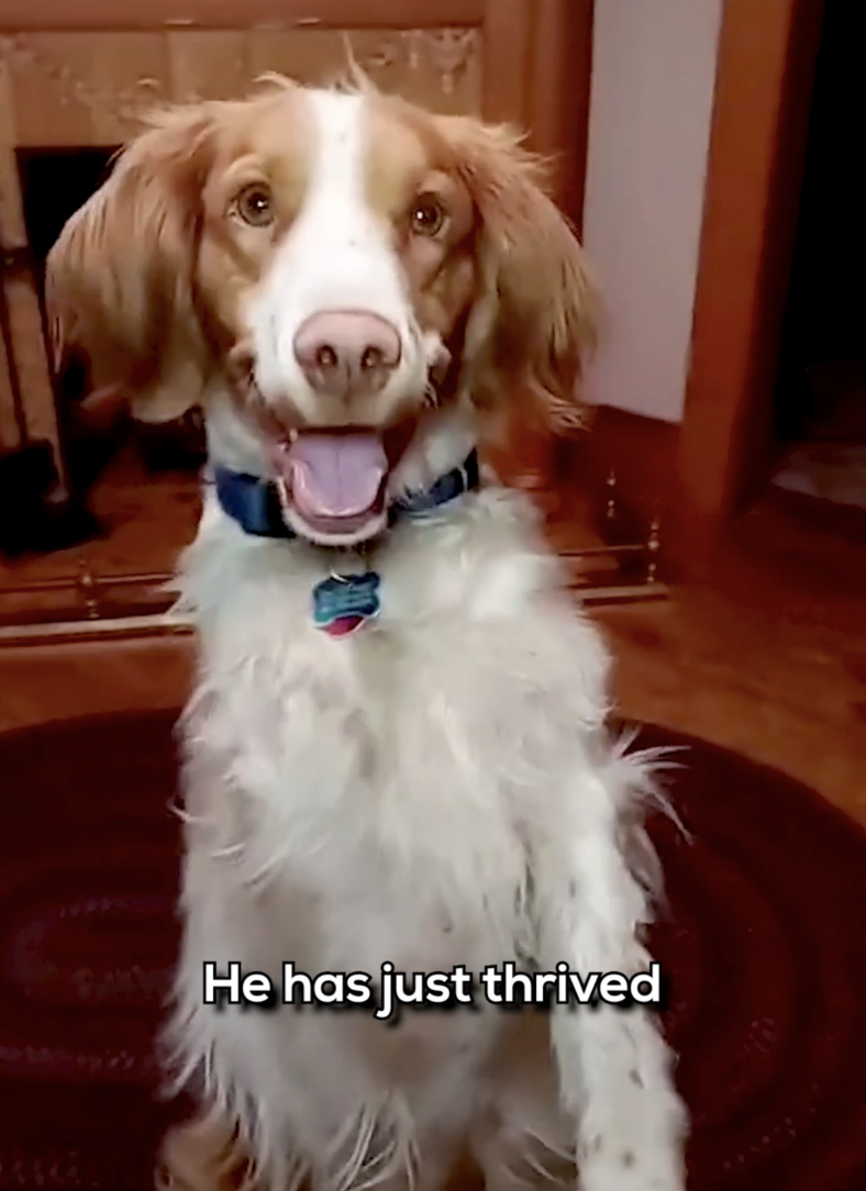 Watch as this Dog Learns to Walk Upright Like a Human After a Terrible ...