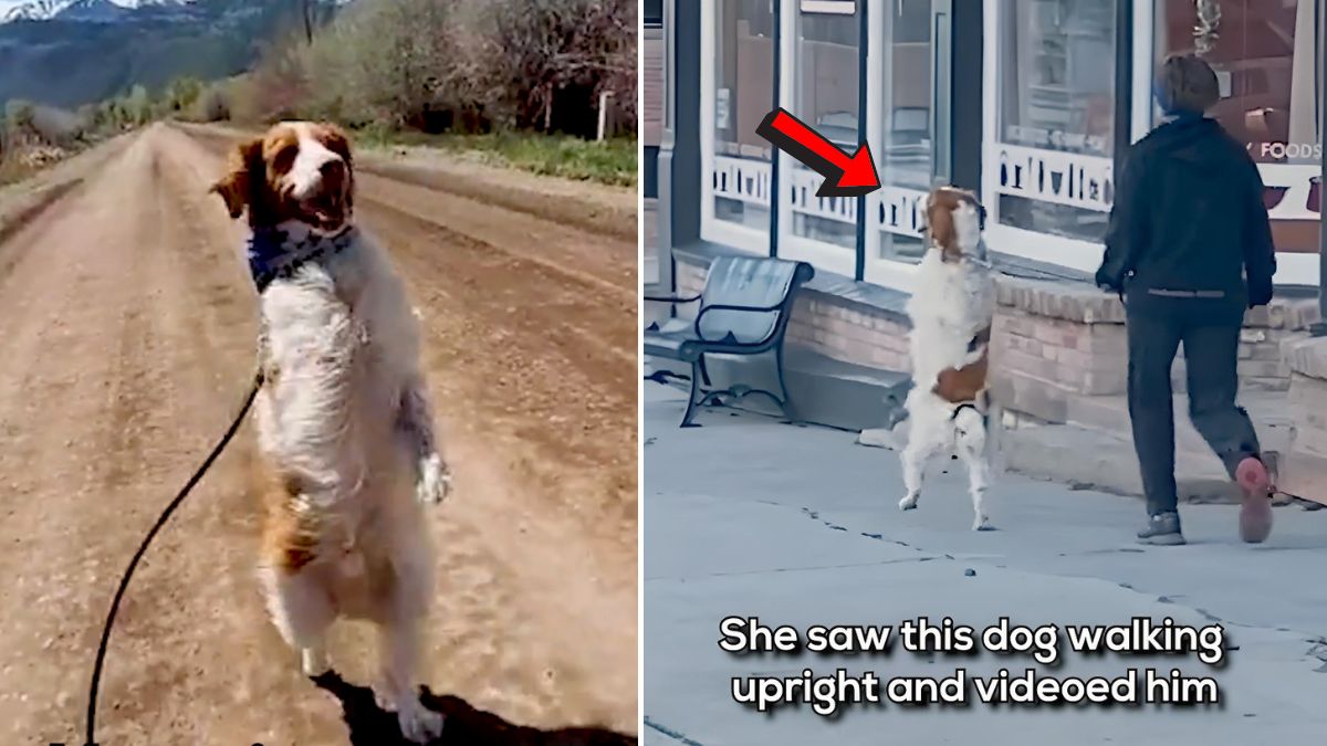 Watch as this Dog Learns to Walk Upright Like a Human After a Terrible ...