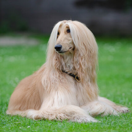 19 Dog Breeds With the Most Majestic Manes You’ll Want to Touch All Day ...