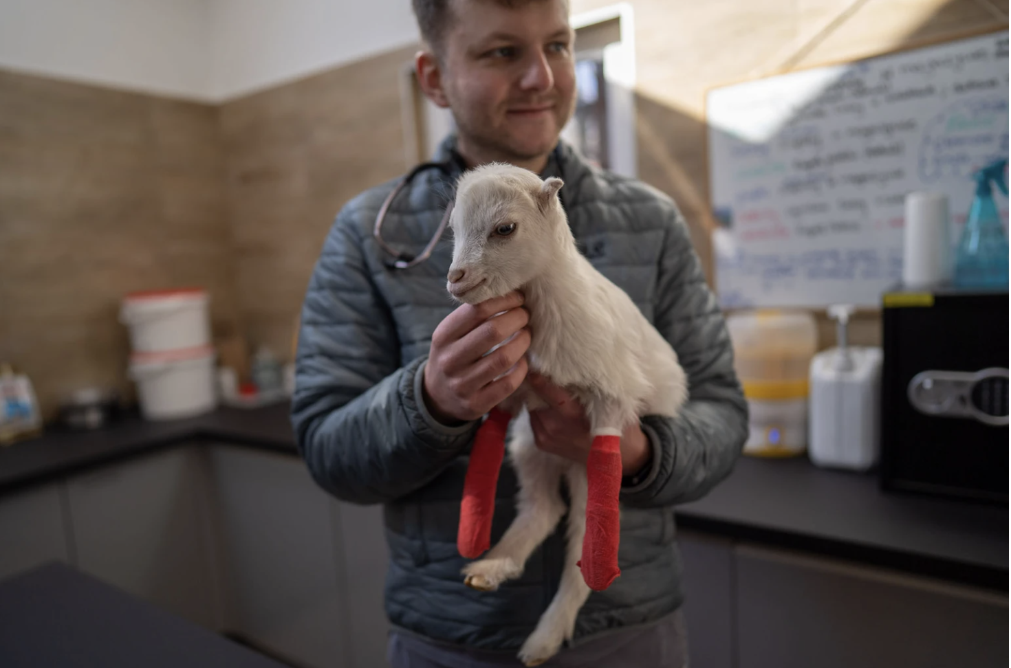 Brave Polish Veterinarian Had Been Forgoing Sleep to Save Animals in ...
