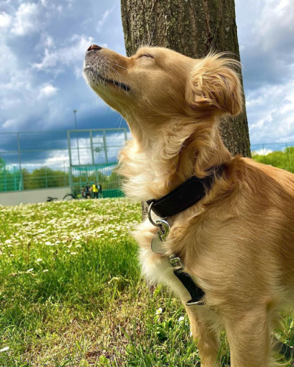 Meet the Golden Retriever Chihuahua Mix [With Photos]