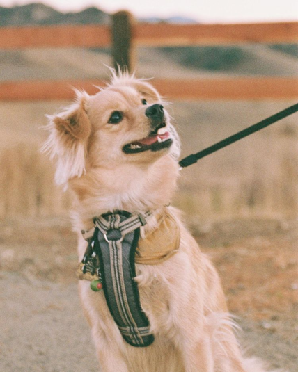 Meet the Golden Retriever Chihuahua Mix [With Photos]