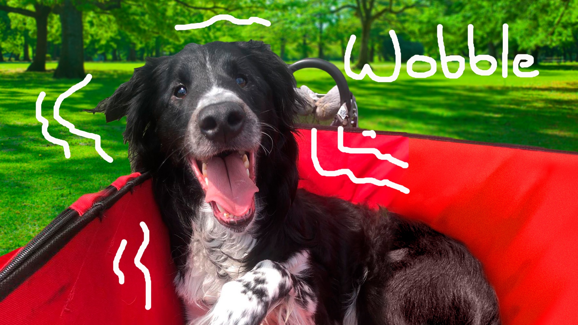 The Reason Why This Dog Wobbles Will Surprise You! - Rocky Kanaka