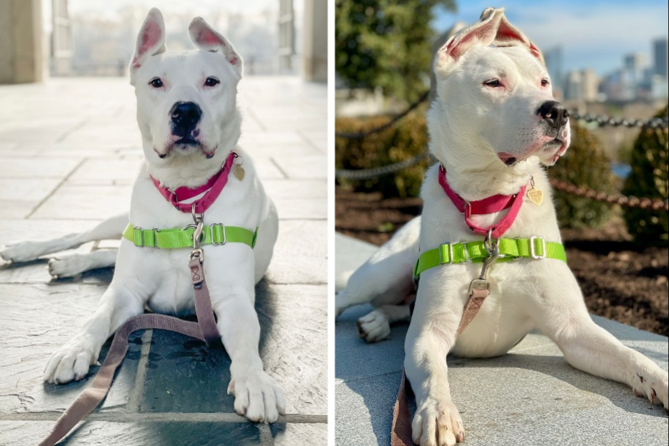 This Dog Has Serious Skills & Is Available For Adoption!