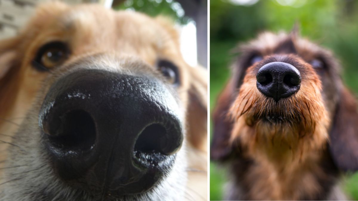 Runny Nose in Dogs: 7 Reasons You Shouldn’t Ignore It - Rocky Kanaka
