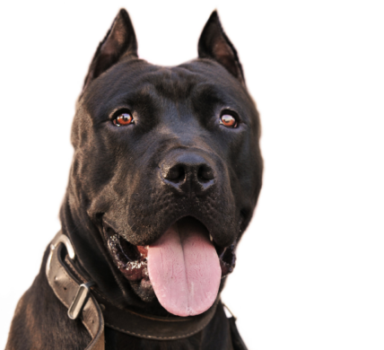 Black Pitbulls: Everything You Need to Know