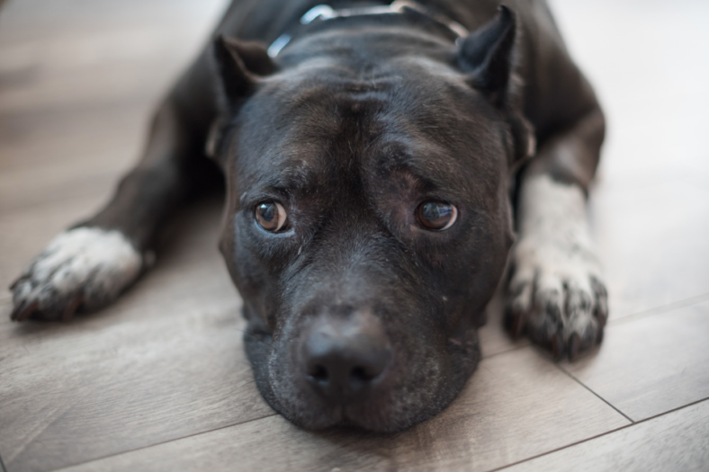 Black Pitbulls: Everything You Need to Know