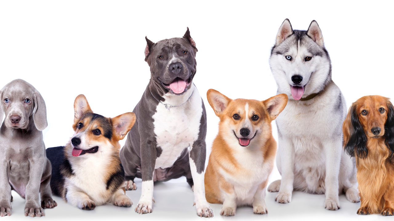 How Much Do You Know About Dogs? Take Our Quiz! - Rocky Kanaka