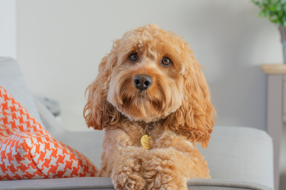 Cavapoos Are Taking Over the Internet—Here’s Why Everyone Wants One!