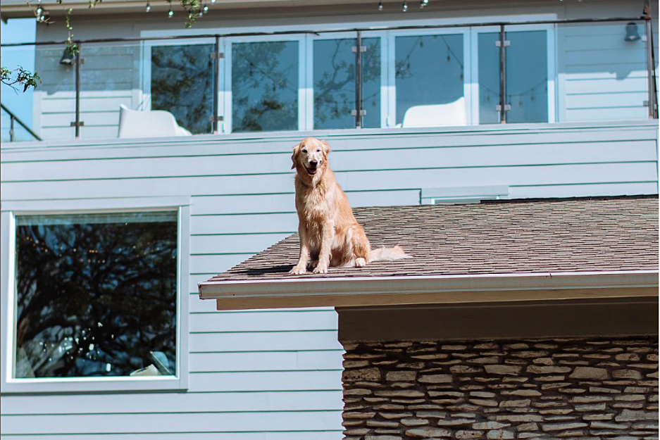 This Dog Hangs Out On The Roof - Rocky Kanaka
