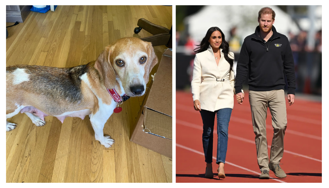 It's A Regal Beagle– Prince Harry & Meghan Markle Adopt - Rocky Kanaka