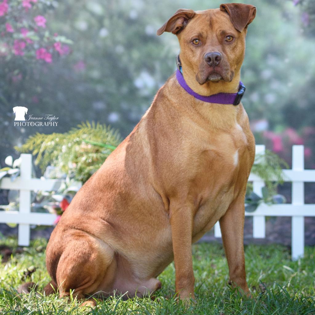 Raptor - Rocky Kanaka