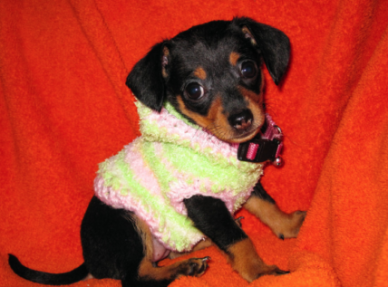 All About Chiweenies - Rocky Kanaka