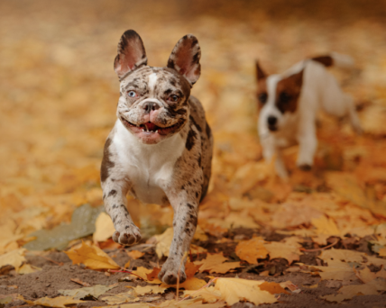 What Makes Merle French Bulldogs So Unique? The Genetics Behind the ...