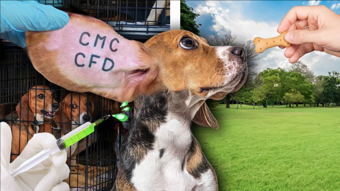 Beagle Rescued From Testing Lab Enjoys First Steps On Grass & Finds Her ...