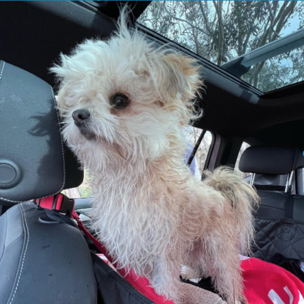 Want to Meet A Malchi Dog? Introducing the Maltese Chihuahua Mix [with ...