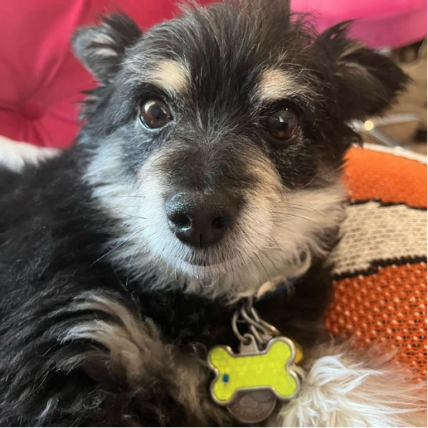 Want to Meet A Malchi Dog? Introducing the Maltese Chihuahua Mix [with ...