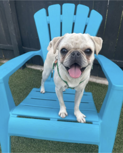 White Pugs: Learn Why They Are Rare