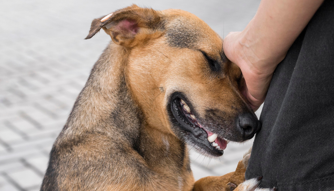 After 40 Days in a Bomb Shelter, 17 Dogs Were Finally Freed! - Rocky Kanaka