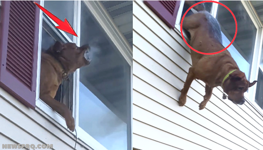 Caught on Camera: Dog Leaps From Burning House and Survives - Rocky Kanaka