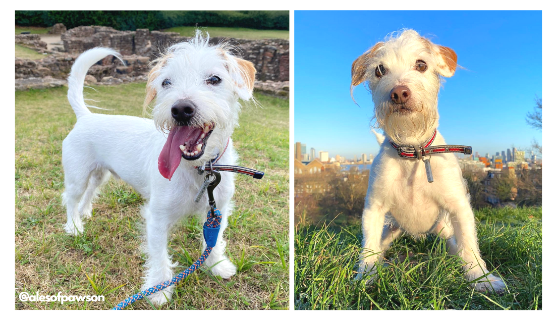 Introducing the Jackapoo: A Poodle Hybrid with a Memorable Moniker ...