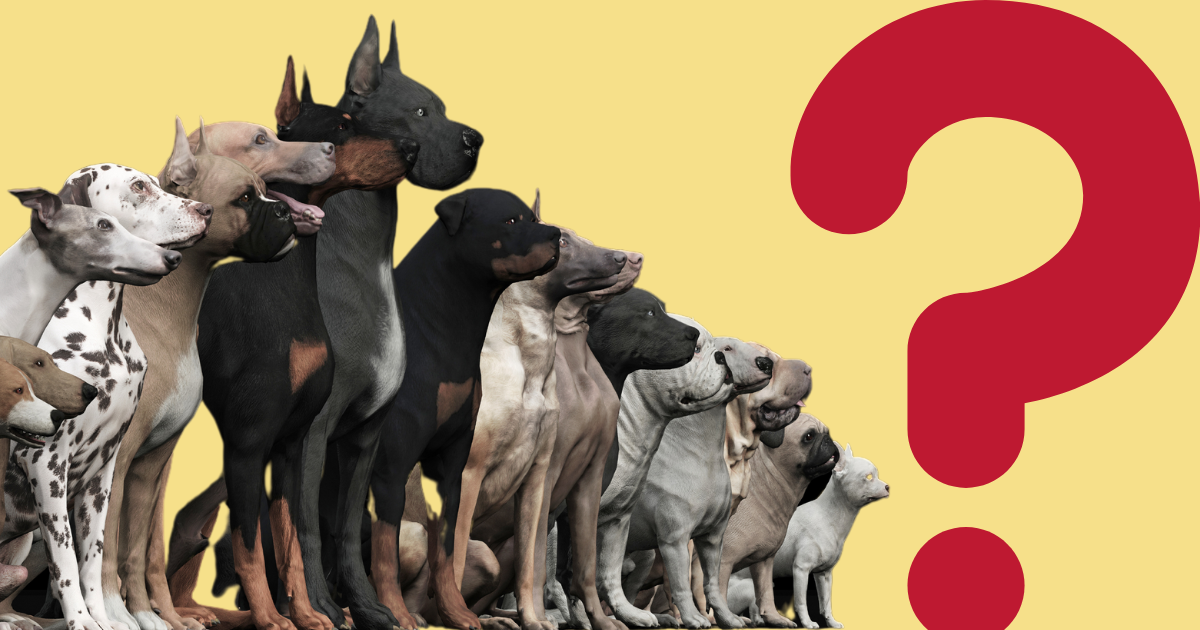 Intelligence Unleashed: Study of 1000 Dogs Reveals Surprising Winner as ...