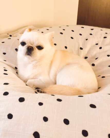 Meet The Pekachi, a Unique Mixed Breed Dog that Sounds Like a Pokemon ...