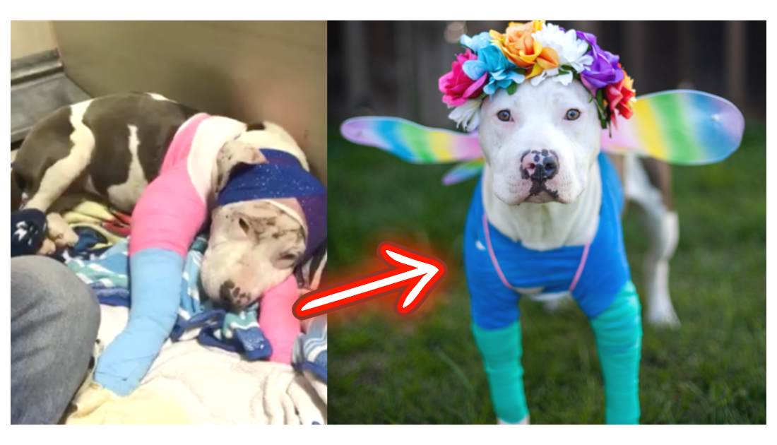 Badly Injured Pit Bull Overcomes Trauma and Morphs into THIS with Love ...