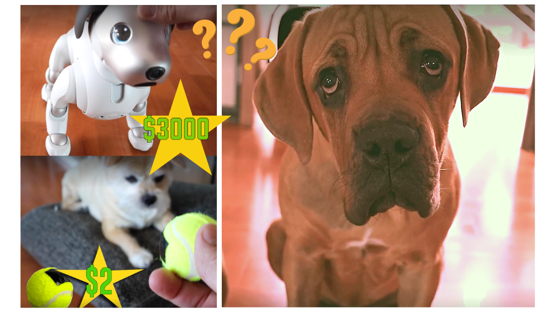 Cheap vs. Expensive Dog Toys: Do Pricey Toys Make Dogs Happier? - Rocky ...