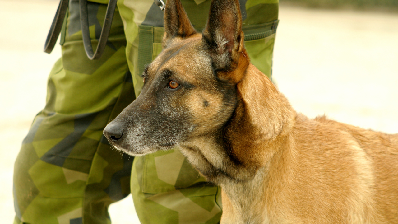On the Frontlines: The Diverse Breeds of Military Working Dogs - Rocky ...