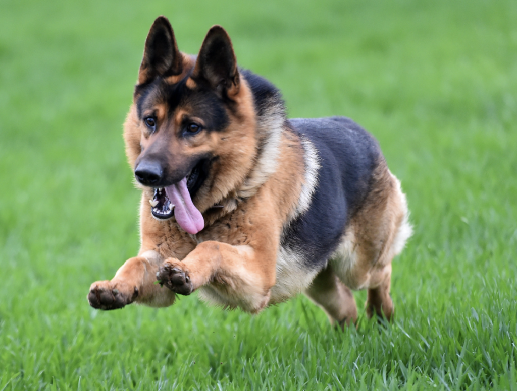 How Much Exercise Do German Shepherds Need To Thrive Rocky Kanaka
