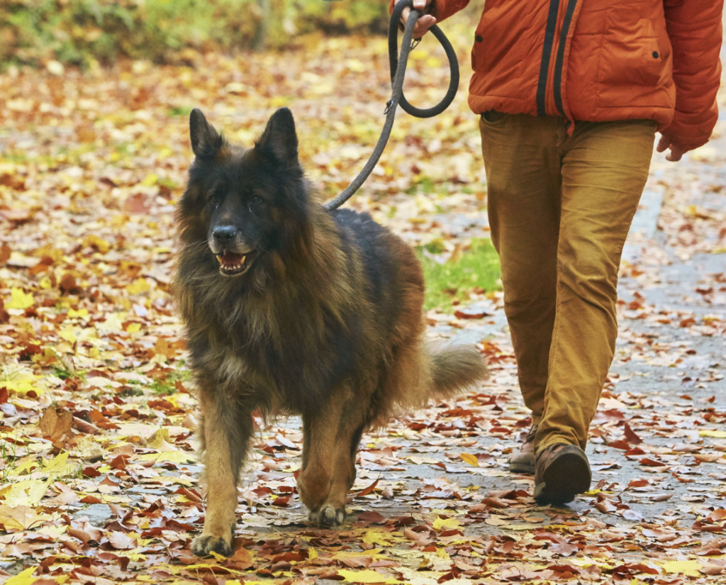 How Much Exercise Do German Shepherds Need To Thrive Rocky Kanaka